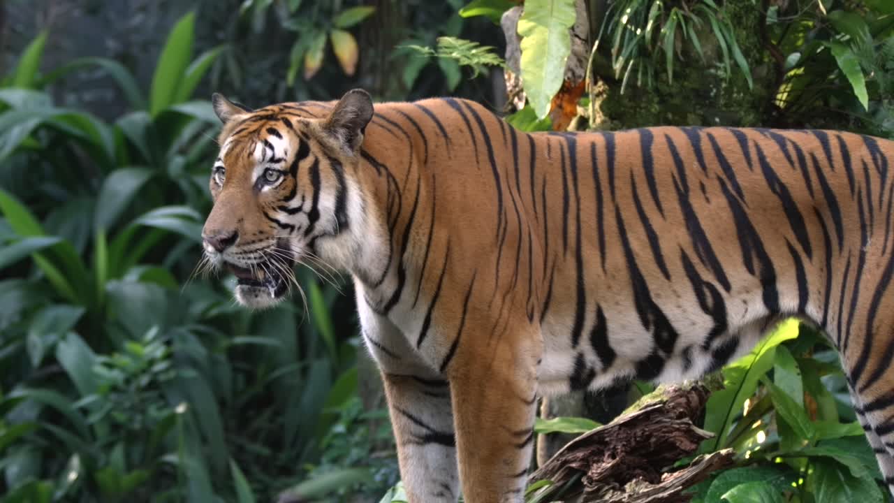 Male Malayan Tiger Looking Straight While Standing In The Wilderness ...