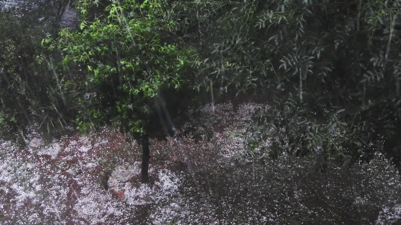 Destructive Hail Thunder Storm Hitting Trees And Leaves In Garden With ...