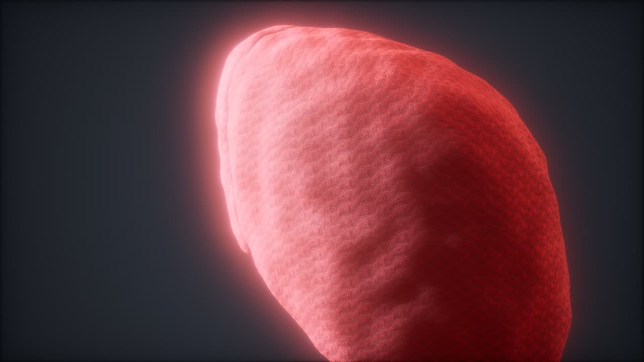 Premium stock video - Loop 3d rendered medically accurate animation of ...