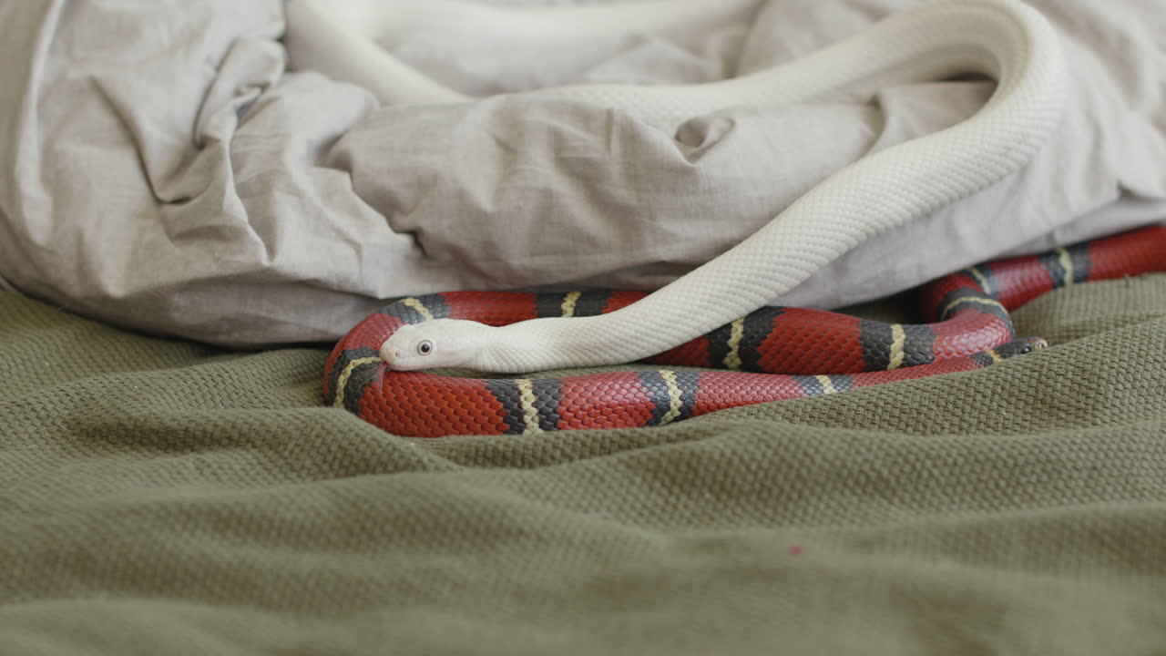 Free stock video - Close up of two pet snakes slithering on the bed at home