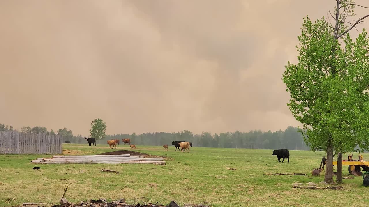 Premium stock video - Farm cattle fleeing forest fire, smoke smog in ...