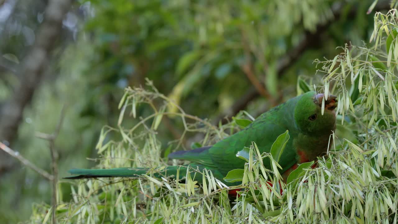 Premium stock video - Female australian king-parrot calmly consuming ...