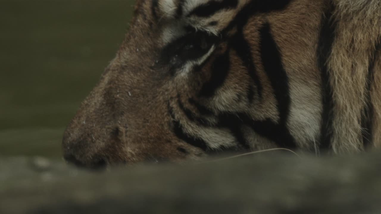 Extreme close-up of tiger yawning and showing teeth, slow motion ...