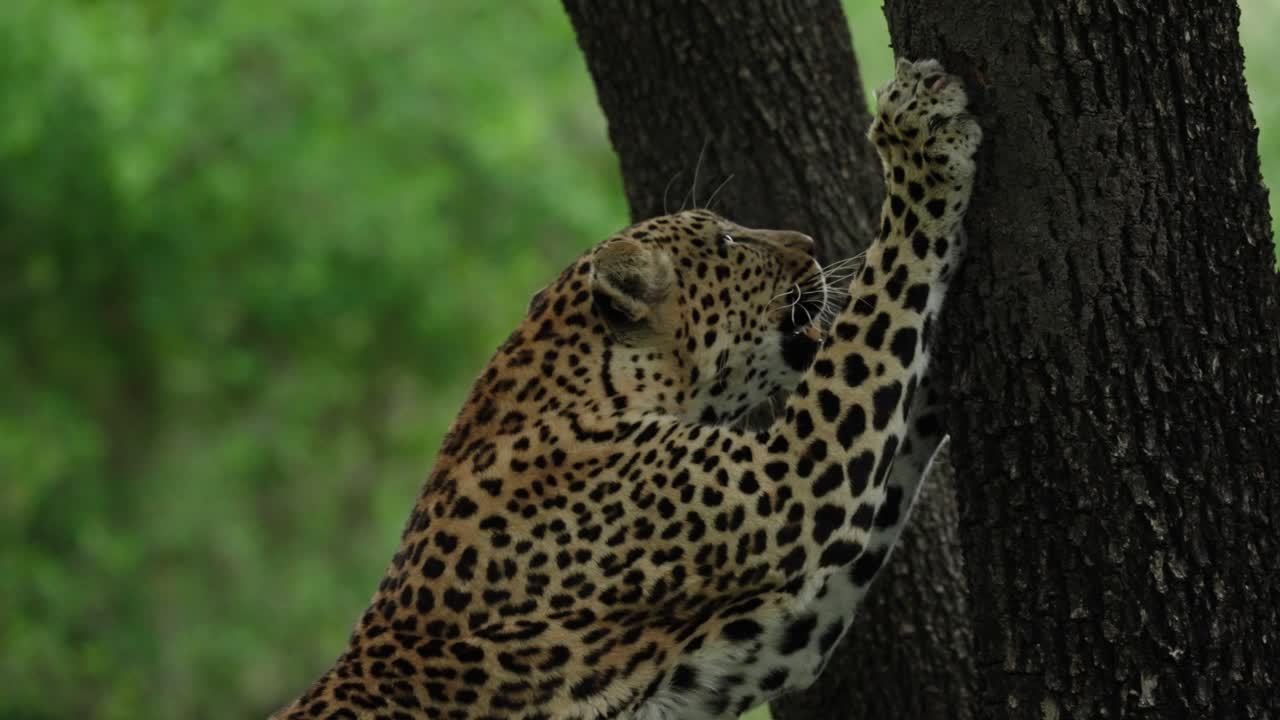 Leopard Clawing The Bark Of A Tree To Sharpen Its Claws For Hunting ...