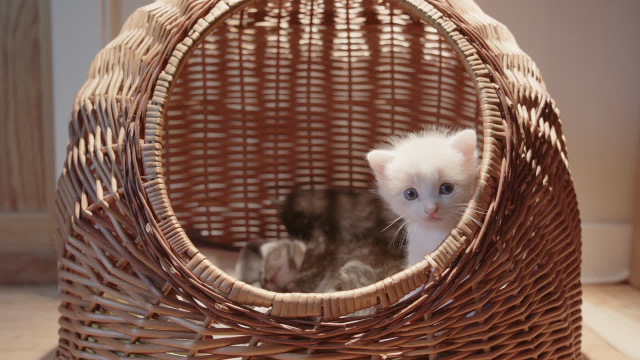 Cute White Furry Kitten Guards Entrance To Wicker Basket, Cat Lover ...