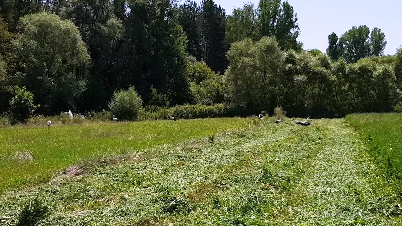 Low Flying Stork Bird Over Green Lucerne Fields Under Sunny Sky Near ...