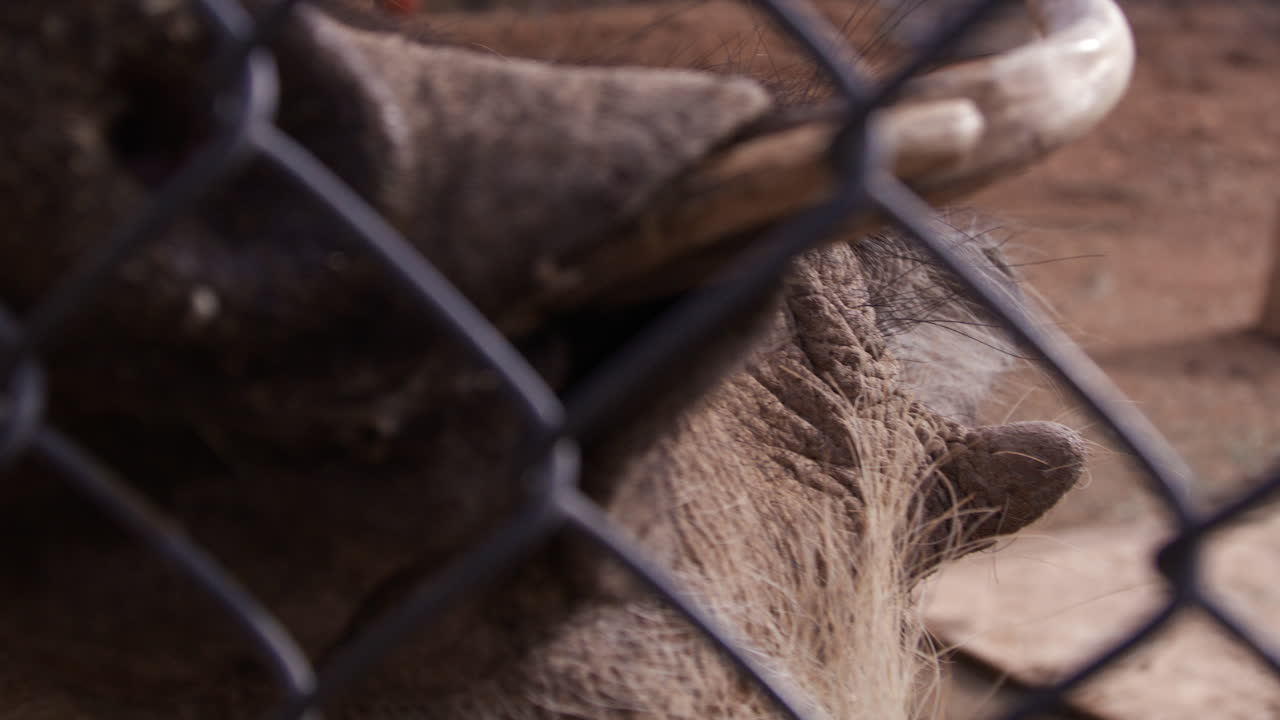 Premium stock video - Warthog in enclouser sniffing at fence - close up