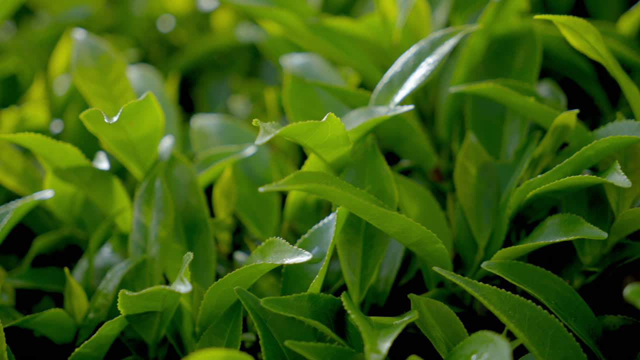 Close up view of beautiful tea plants | Premium Stock Video Footage