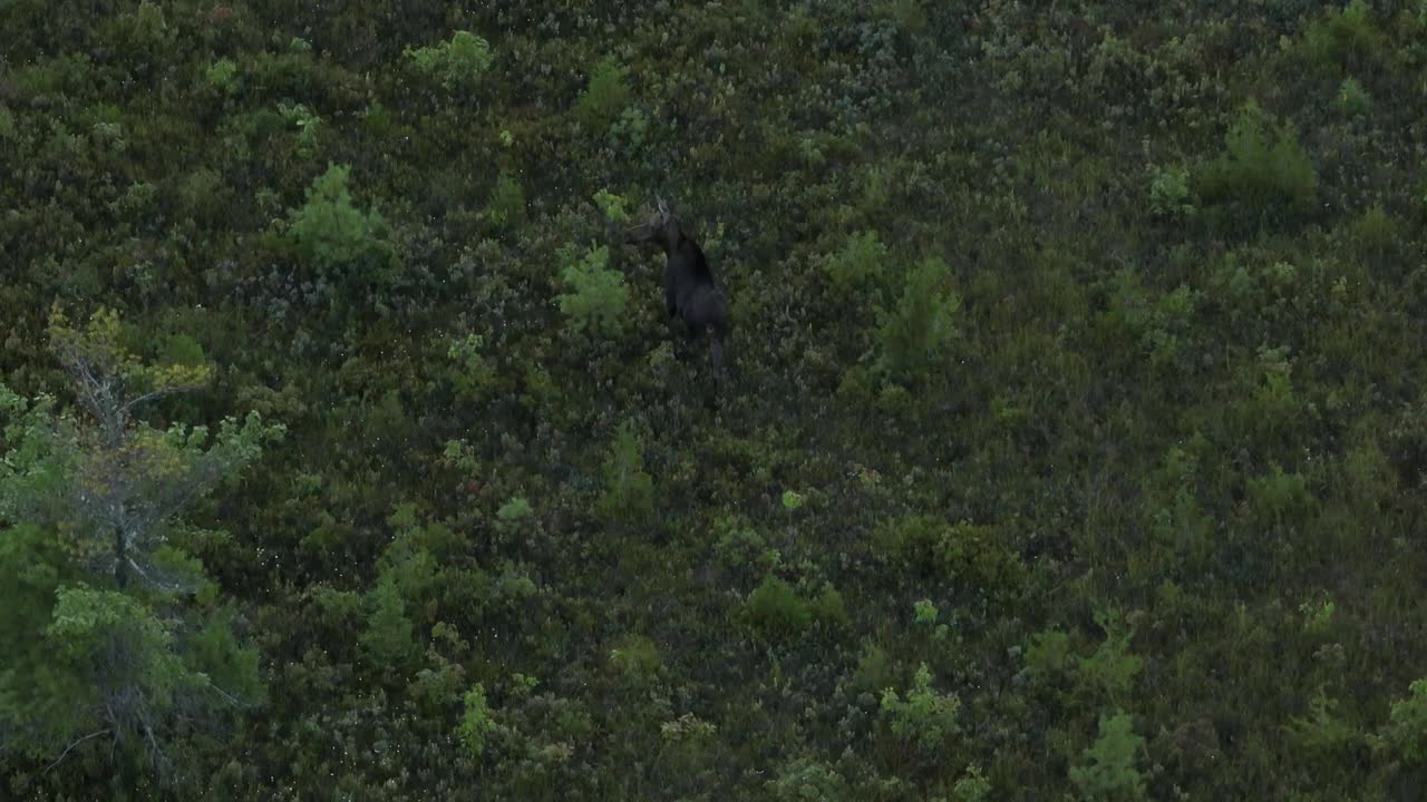 Premium stock video - Tracking female moose walking through brush ...