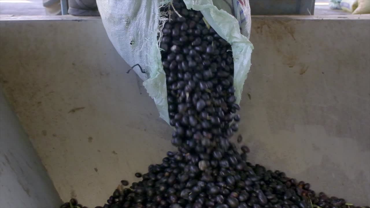 Olive oil factory, olive oil production, olive oil, oil, factory ...