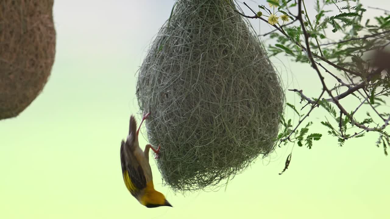 Baya Weaver Bird Making Nest Free Stock Video Footage Download Clips Nature