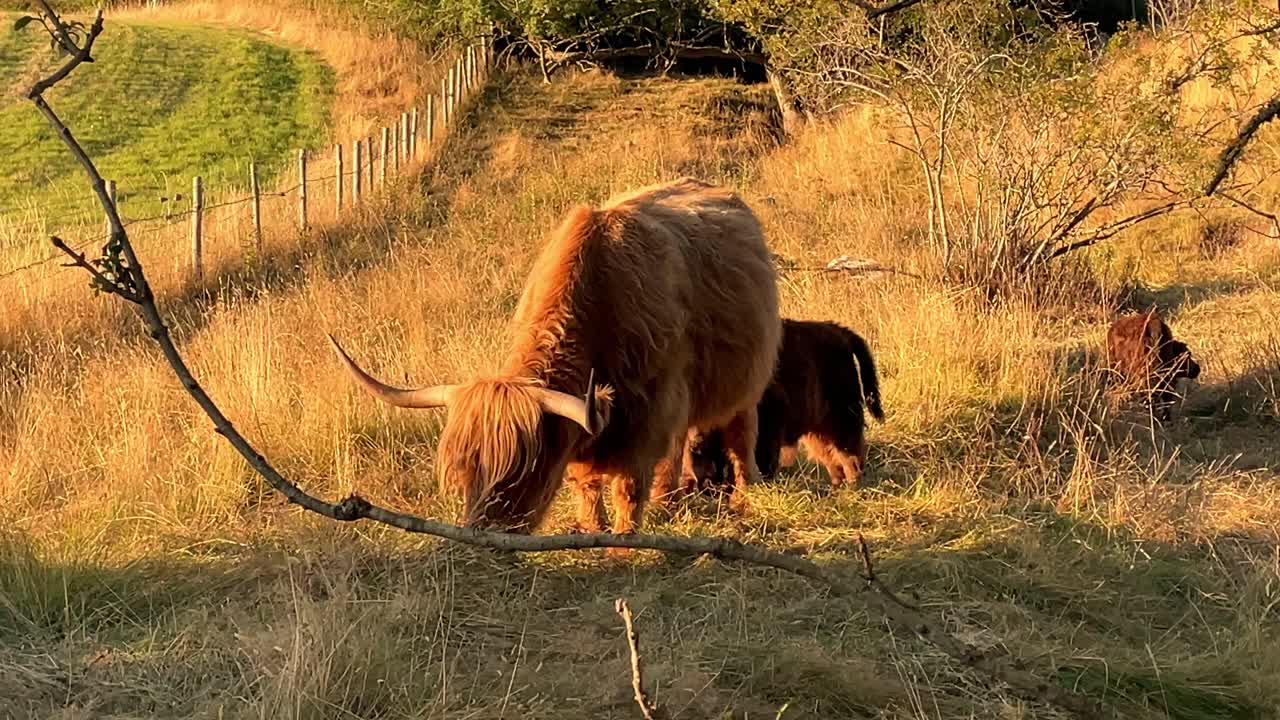 A Highland Cow Scratching And Eating While Her Offspring Sucks Her ...
