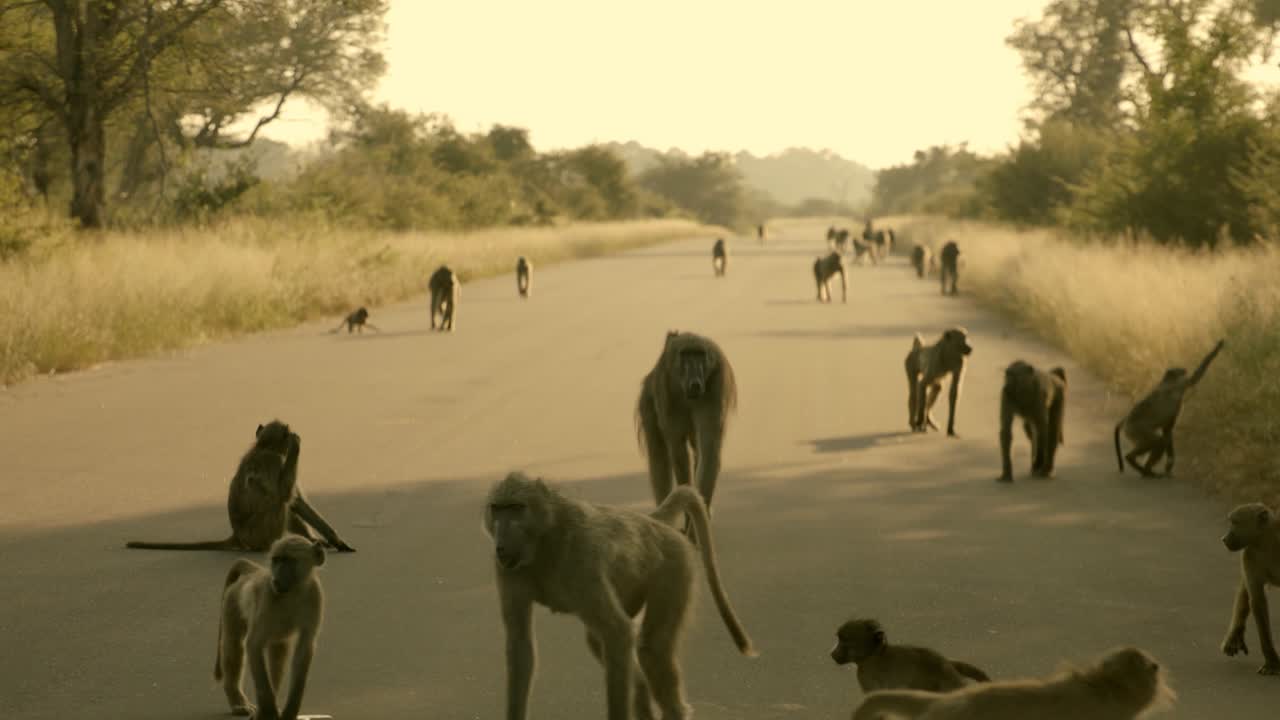 Cape Baboon Monkey Herd on Road in African Savanna. Full Frame Slow ...