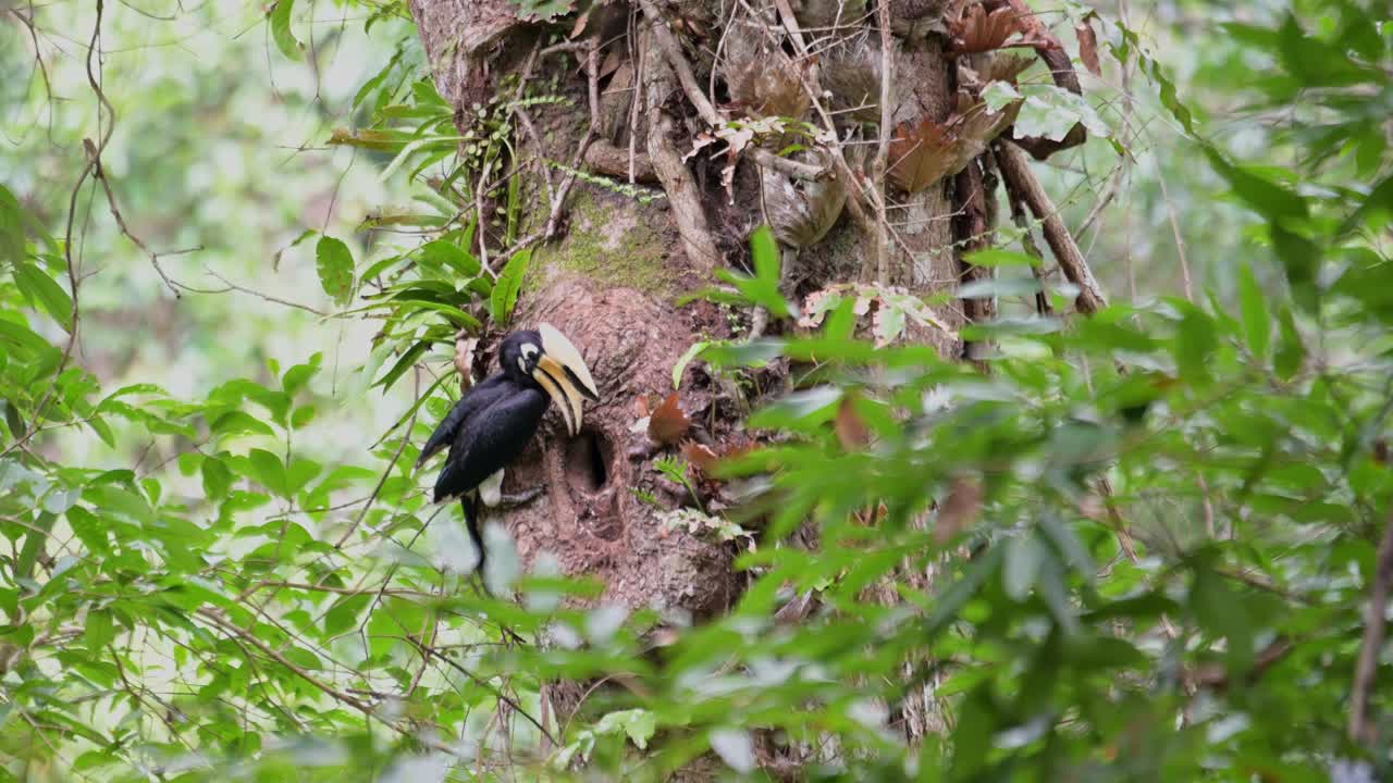 Regurgitating Food From Its Mouth, The Oriental Pied Hornbill ...