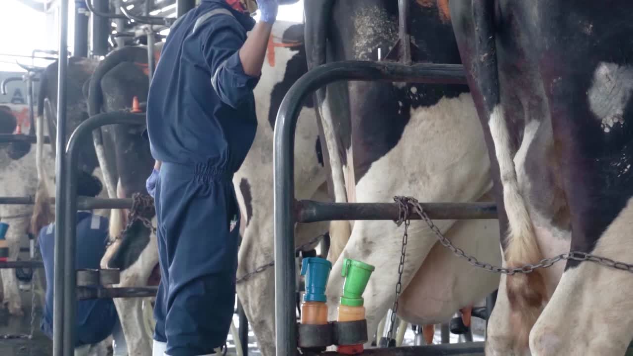 Healthy Dairy Cows Feeding On Fodder Standing In Row Of Stables In ...