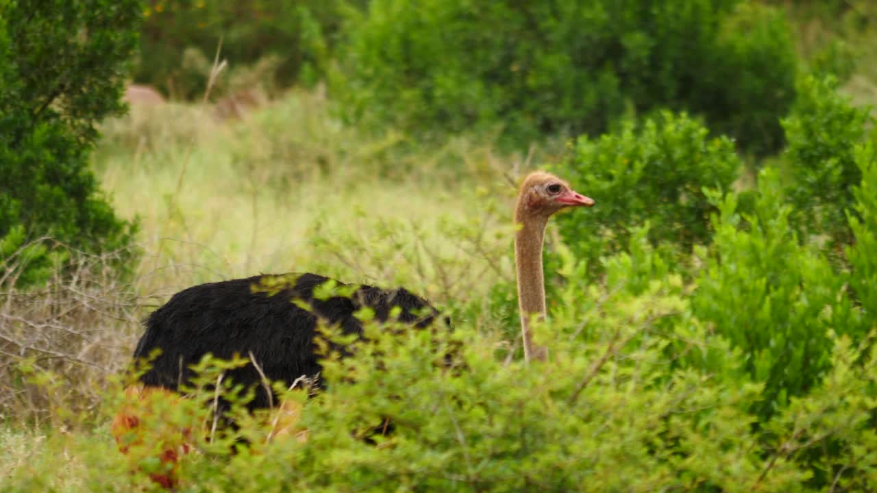 Premium stock video - Slow motion: lone adult male ostrich walks ...