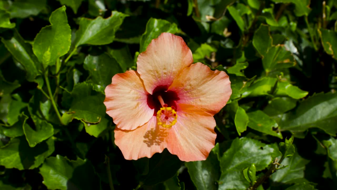Hibiscus Flower In A Tropical Garden In Costa Adeje, Tenerife Free ...