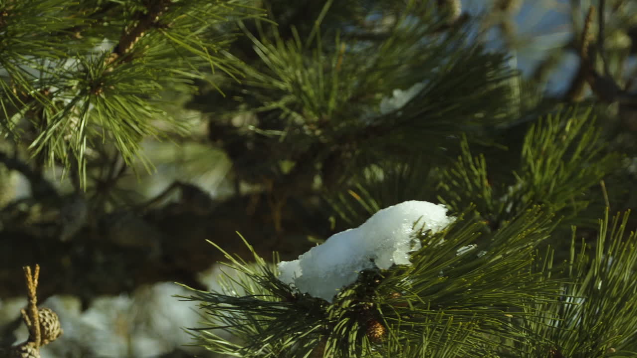Branch of a white pine with a clump of snow on it during a sunny winter ...