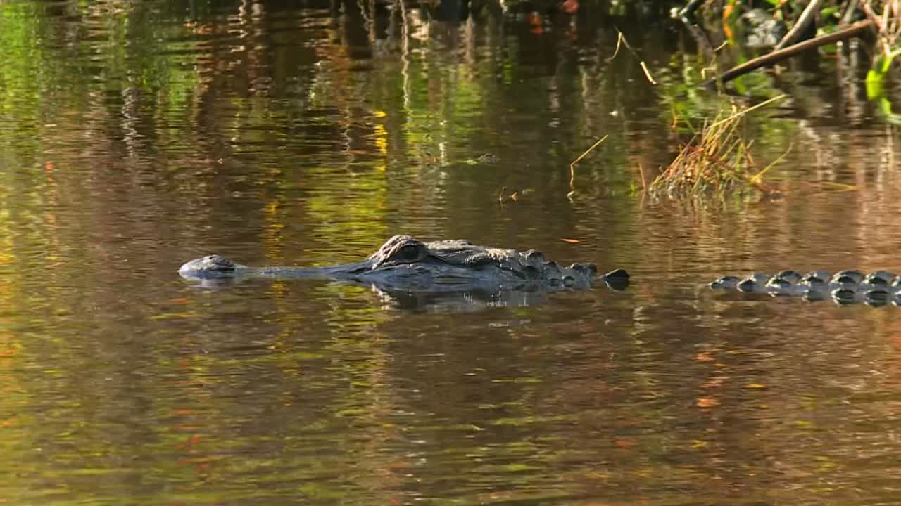 Alligator floats low in swamp water, only eyes and ridged back visible ...