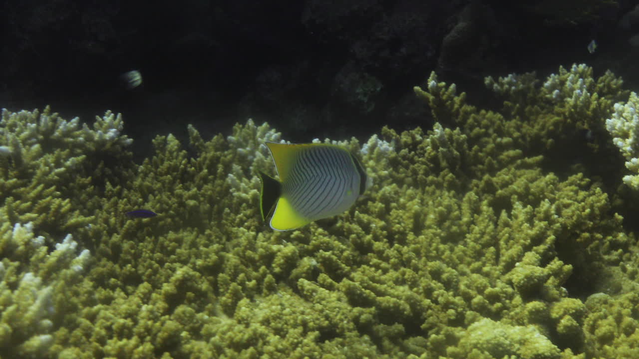 Chevron Butterflyfish, Also Known As Chevroned Butterflyfish ...
