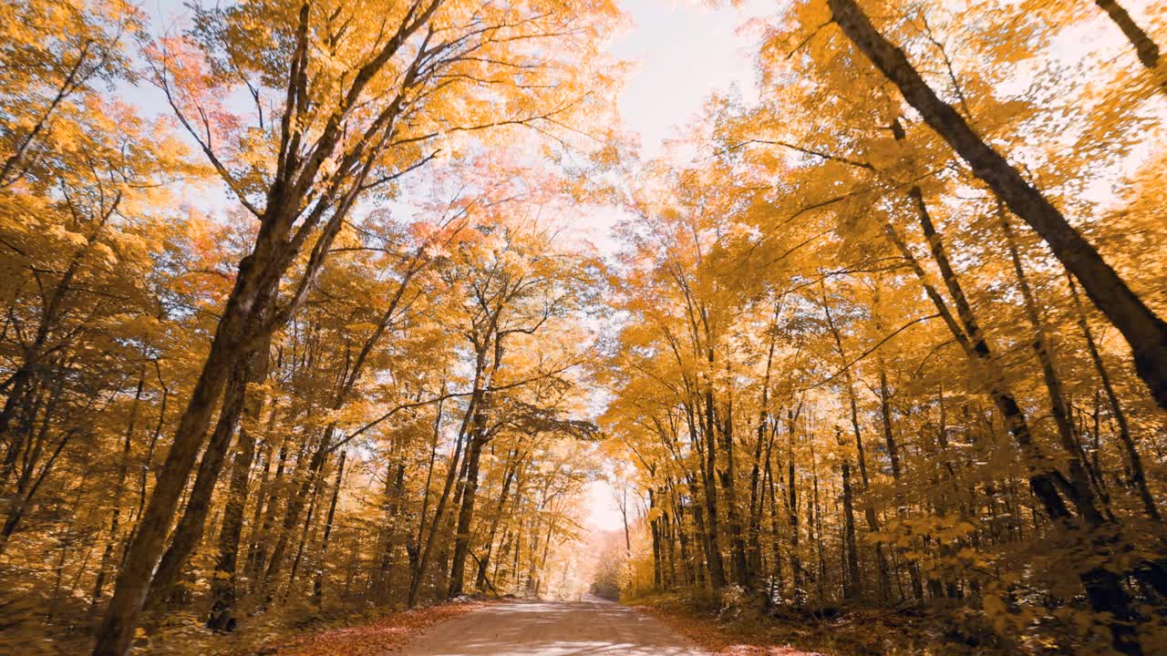 Driving through vibrant autumn forest road looking up at orange tree ...
