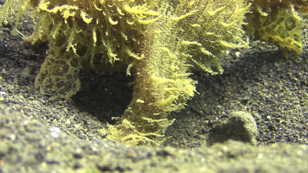 Premium stock video - Detail of hairy frogfish sitting on sandy bottom ...