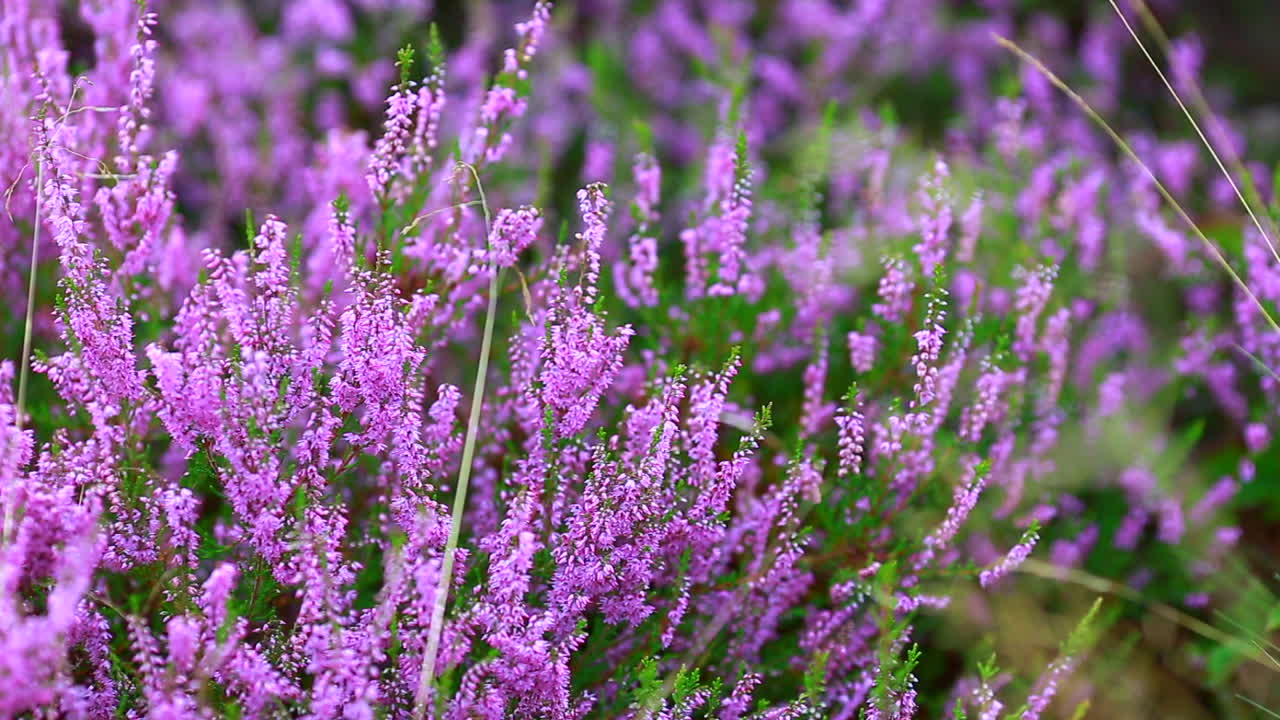Premium stock video - The elspeetsche heide is a nature reserve of 768 ...