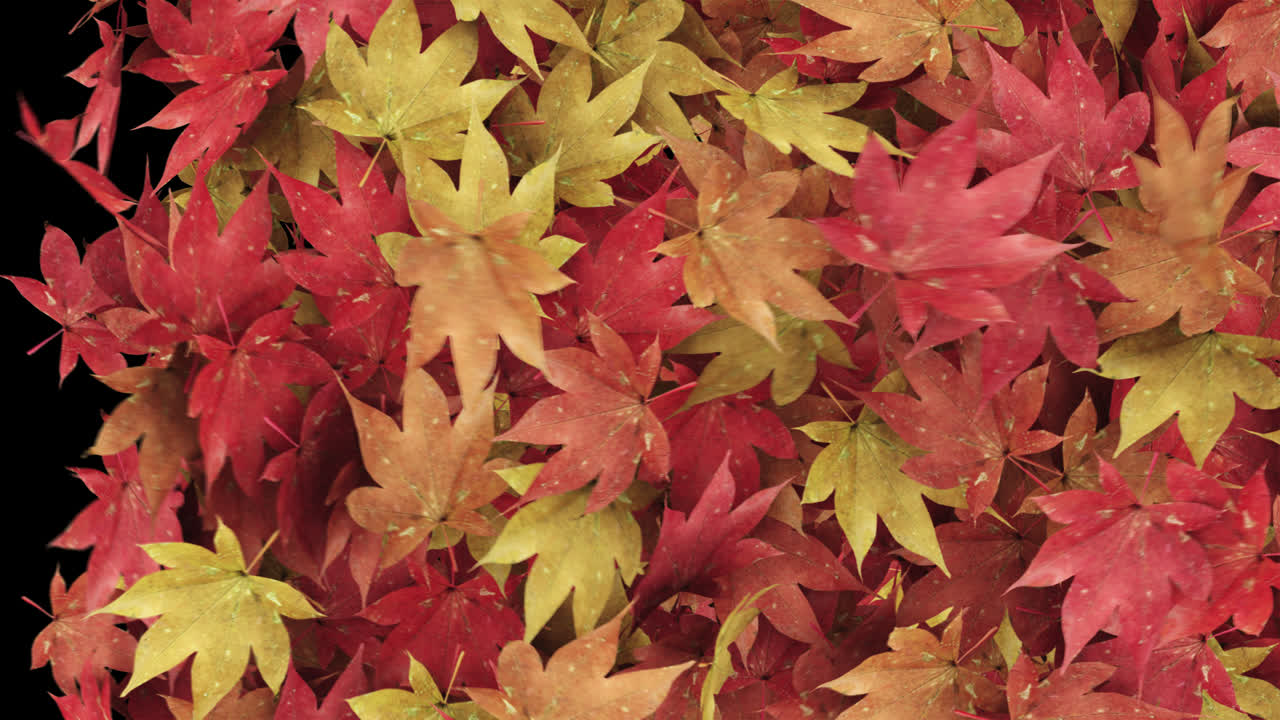 Free stock video - Leaves transition