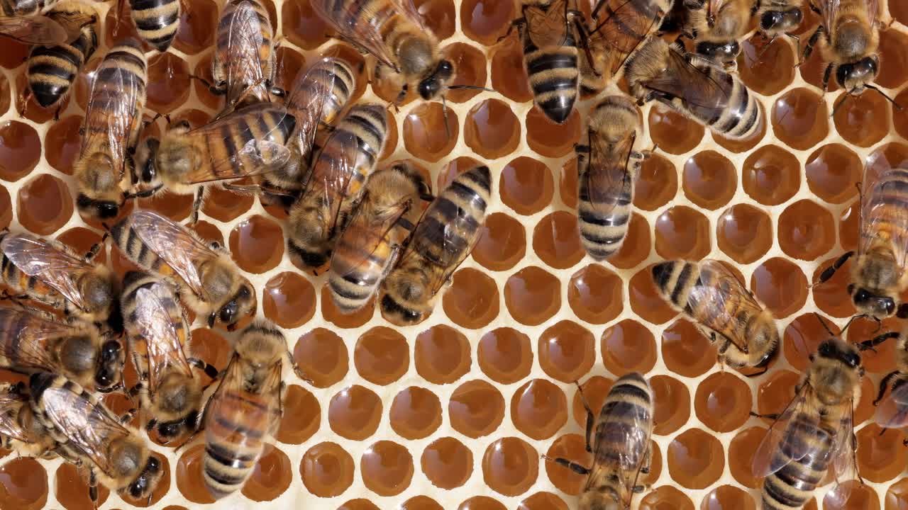 Honey Bees working on honeycomb close-up shot. Bees are best known to ...