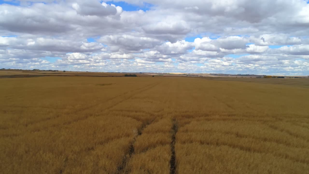 Premium stock video - Field full of crops 4k