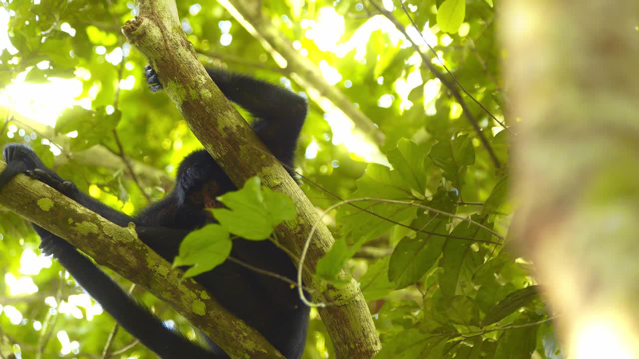 Vidéo de stock Premium - Singe araignée assis tenu sur une branche se ...