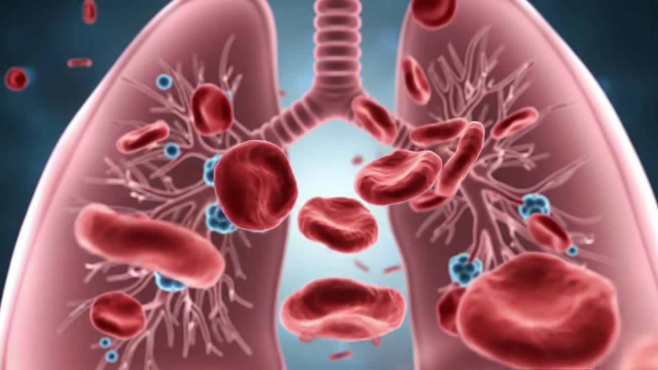 Detailed Representation of Human Lungs with Red Blood Cells and Blue ...