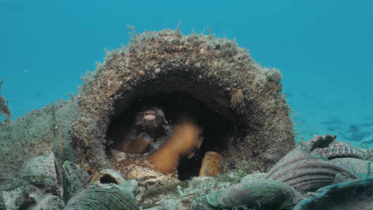 Premium stock video - A unique underwater view of small common octopus ...