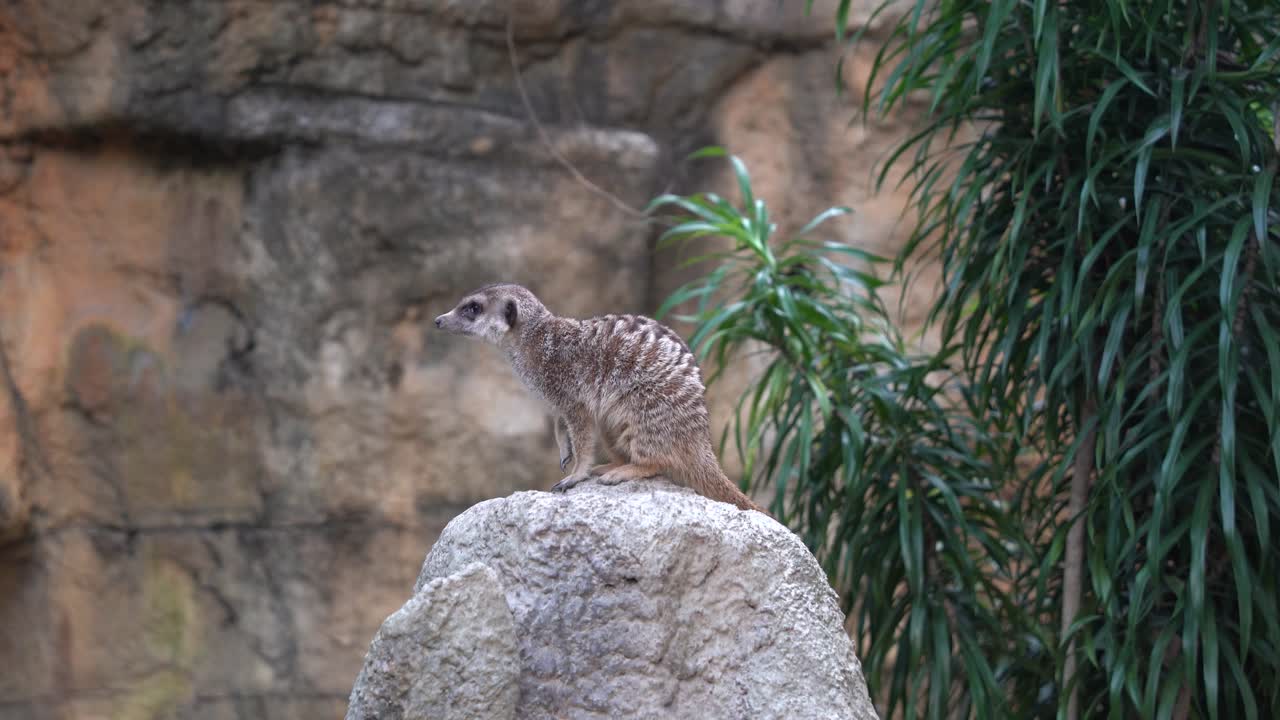 Animal meerkat a small mongoose with a pointed snout standing on rock ...