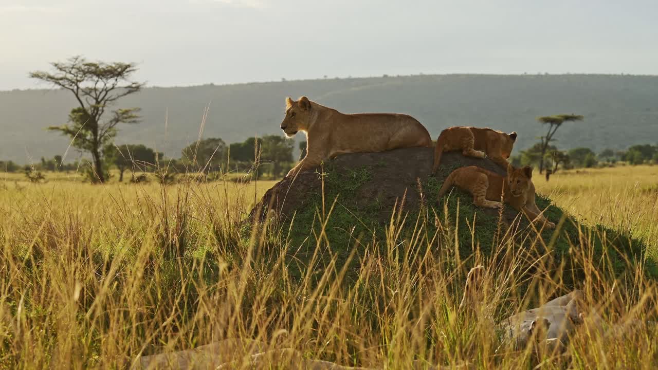 Descarga Gratis Vídeos De Stock De Orgullo De Leones En Masai Mara ...