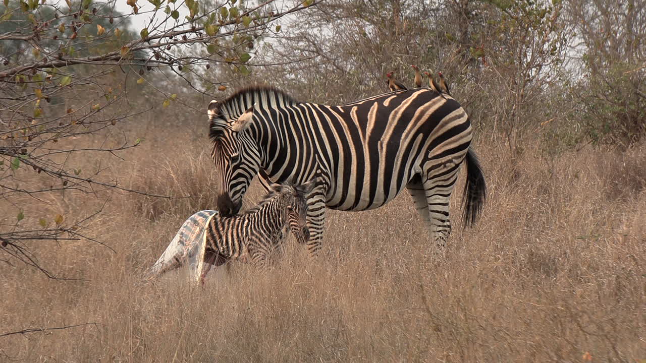 Premium stock video - A newly born zebra foal, the umbilical cord and ...
