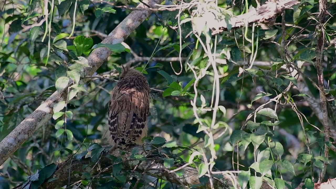 The Buffy Fish Owl Is A Big Owl And Yet The Smallest Among The Four ...