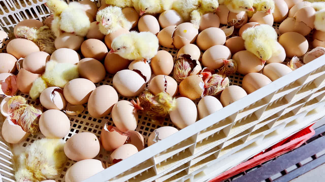 Chicken hatching in a modern farm Premium Stock Video Footage