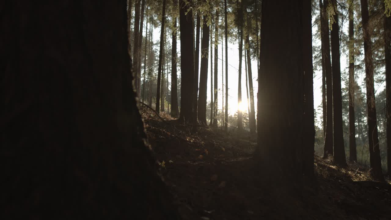 SLow Panning Shot Behind Wooden Trunk Of Tree And Golden Sun Rays In ...