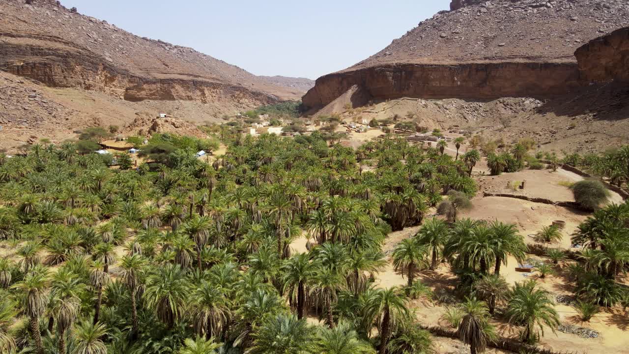 Palm Tree Forest In Terjit Sahara Desert Oasis In Mauritania, Africa ...
