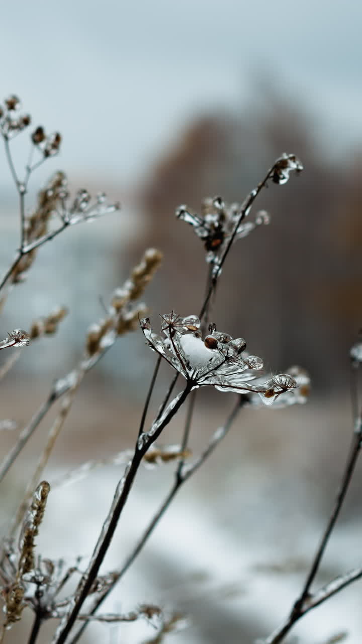 Frosted grass stems adorned with glistening ice droplets, showcasing ...