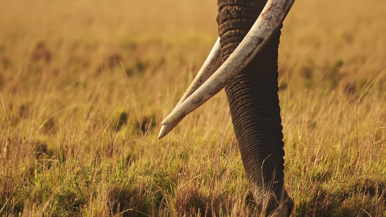 Vídeo Premium - Cámara lenta del elefante africano grandes colmillos y ...