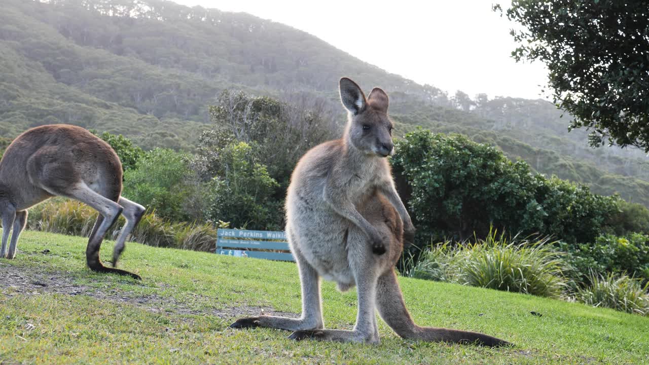 Premium stock video - Iconic australian kangaroo grooming itself on a ...