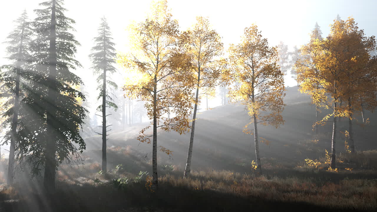 Free stock video - Bright early morning forest in mountains