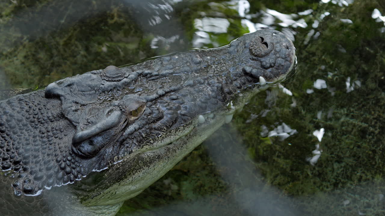 Premium stock video - Large crocodile lives in captivity at the zoo
