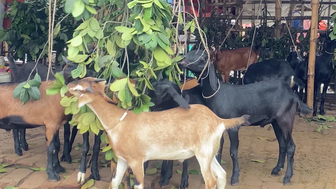 Bengal black and tan goats feeding on a green leafy tree, Bangladesh ...