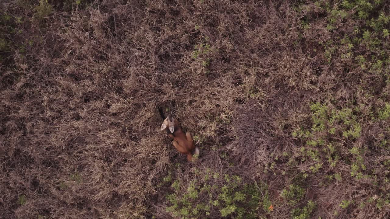 Maned Wolf Seen From Drone While Eats Lobeira Wolf Fruit Free Stock ...