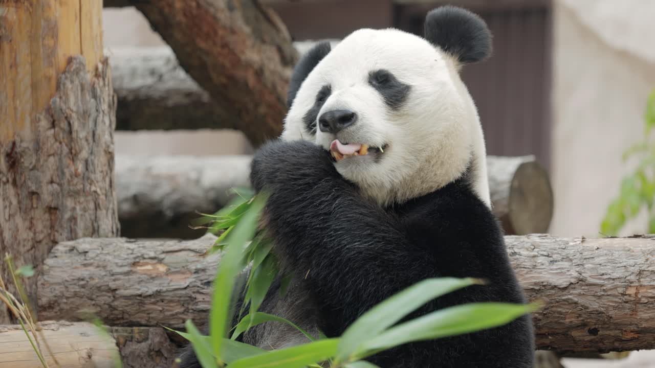 Giant Panda (Ailuropoda Melanoleuca) Also Known As The Panda Bear Or ...