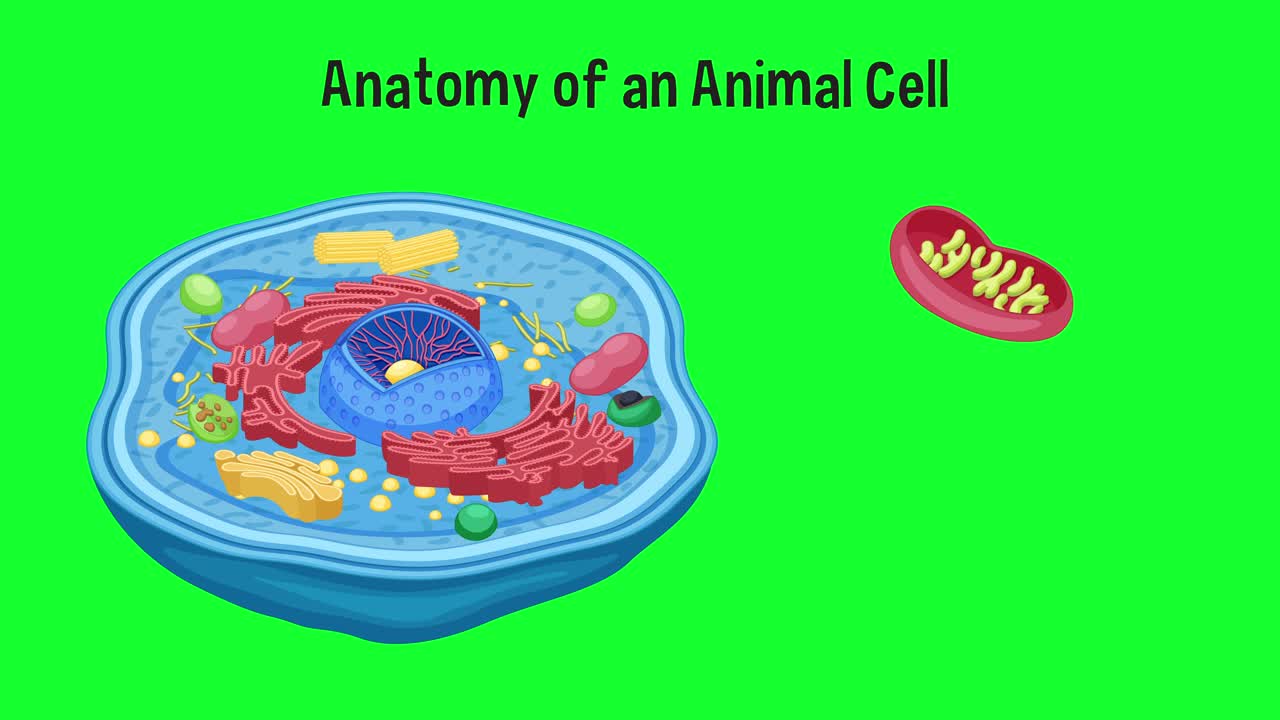 Animated exploration of animal cell components. | Premium Stock Video ...