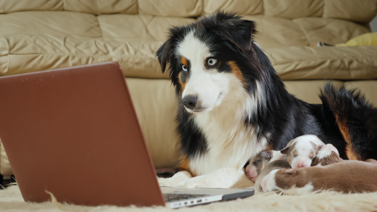 Premium stock video - Funny dog with puppies looks at the laptop screen